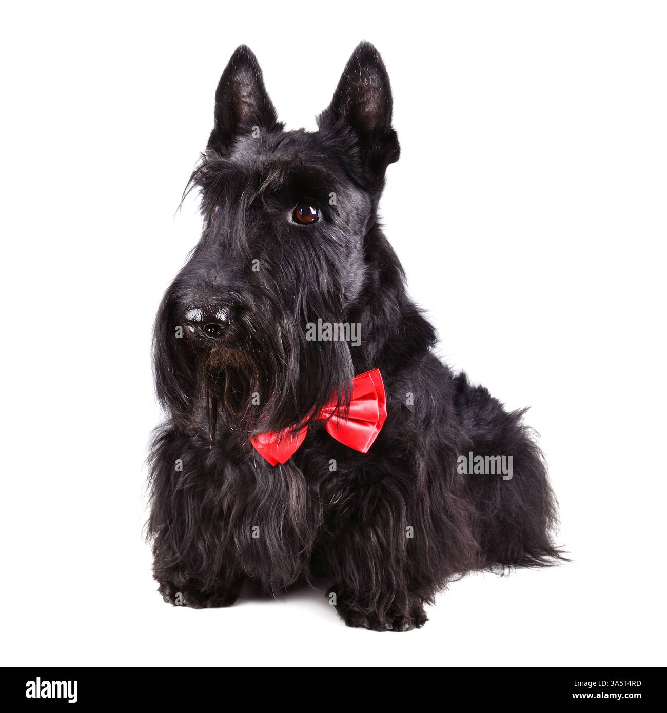 Scotch terrier in red necktie on a white background Stock Photo - Alamy