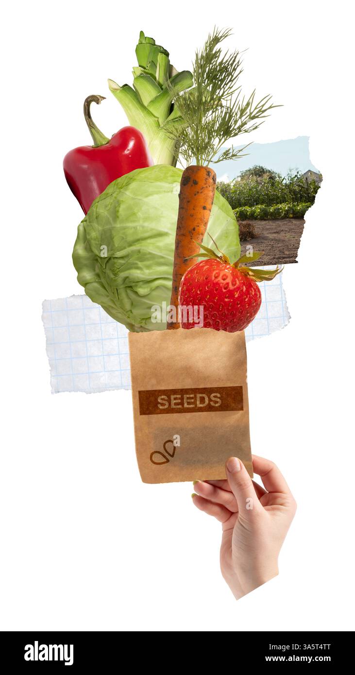 Hand holding seed packet Cut Out Stock Images & Pictures - Alamy