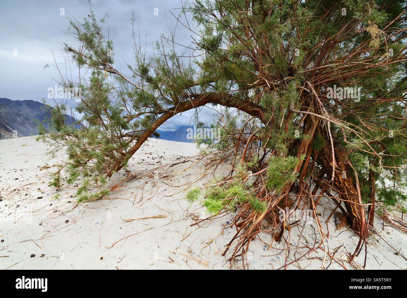 Bush in Nubra valley desert in Ladakh, India Stock Photo - Alamy