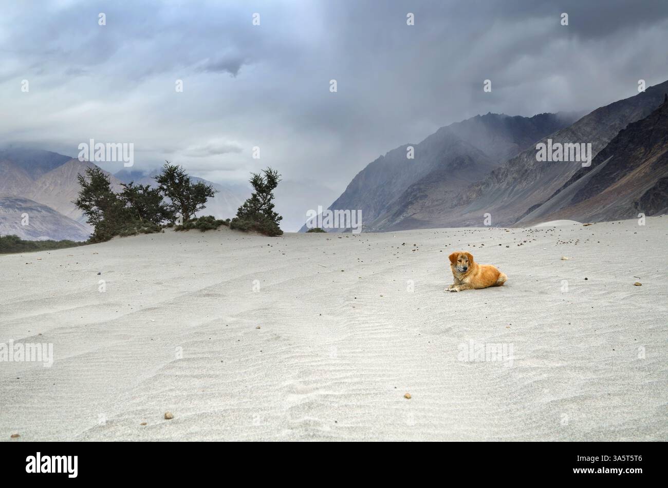 Dog in Nubra valley desert in Ladakh, India Stock Photo - Alamy