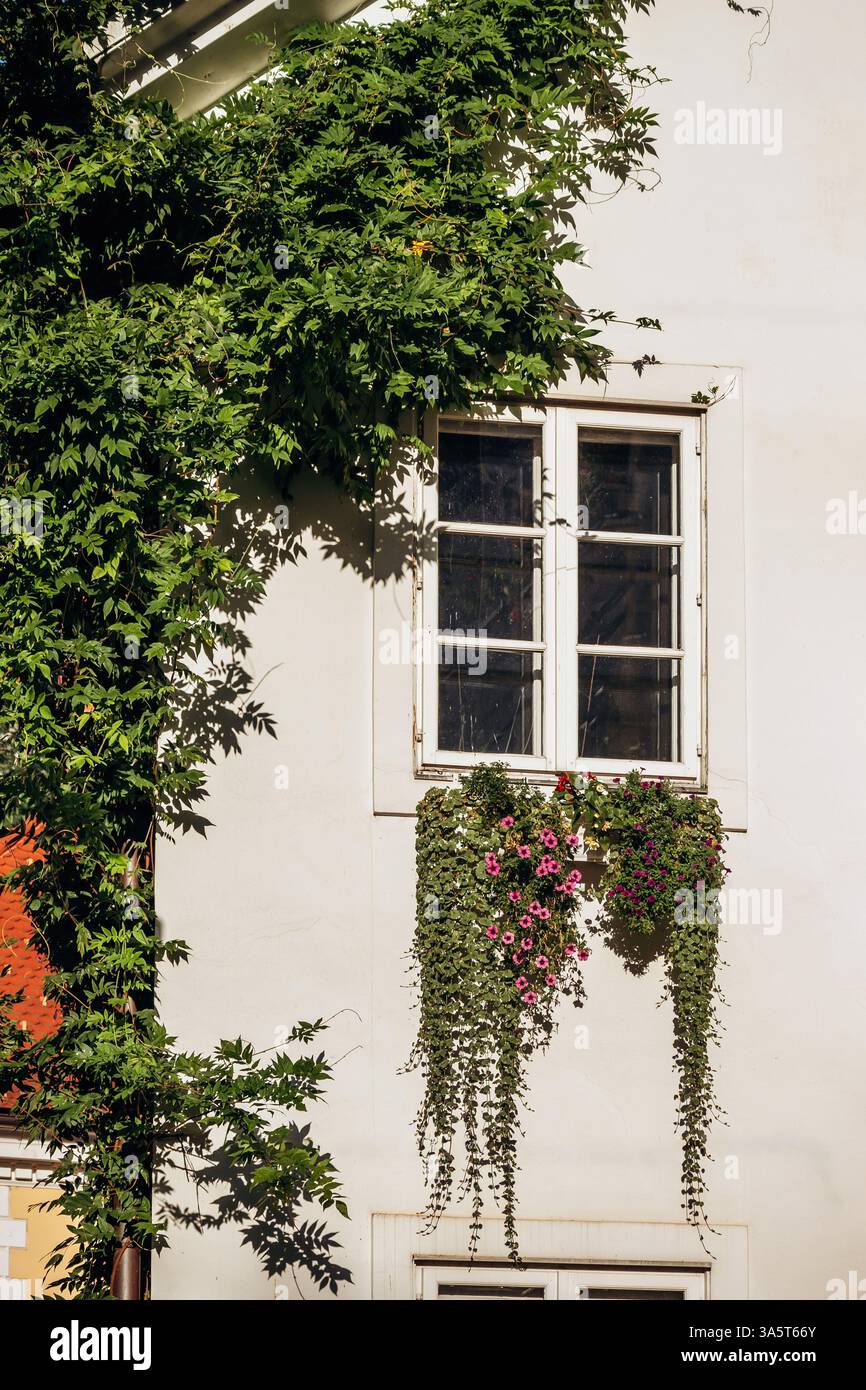 Window with climbing plants in central Ljubljana, combining urban life ...