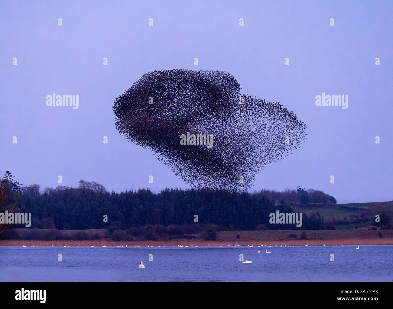 Murmuration of starlings over lake. Large flock of birds in flight ...