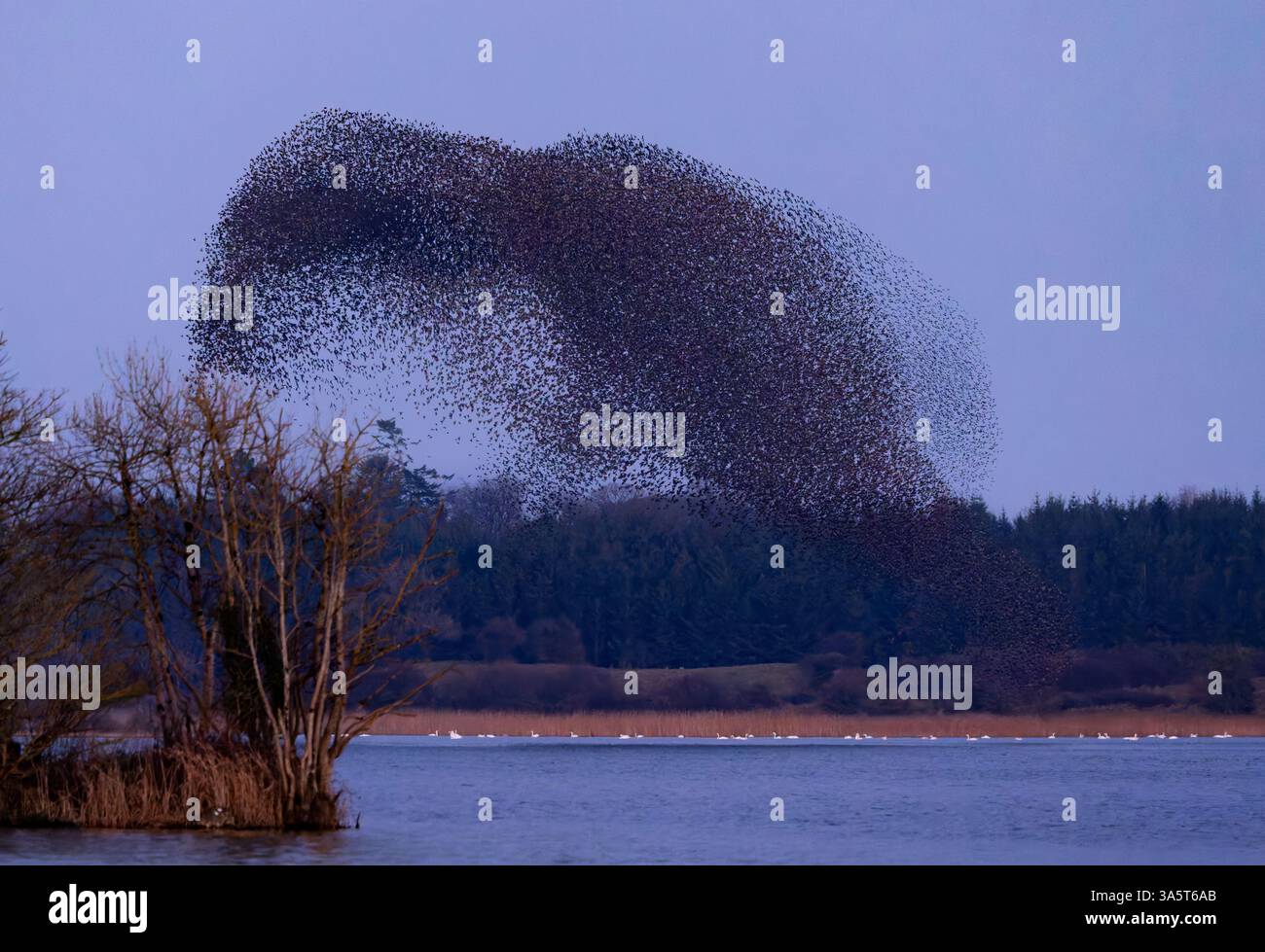 Starling murmuration where large flocks of starlings fly together ...