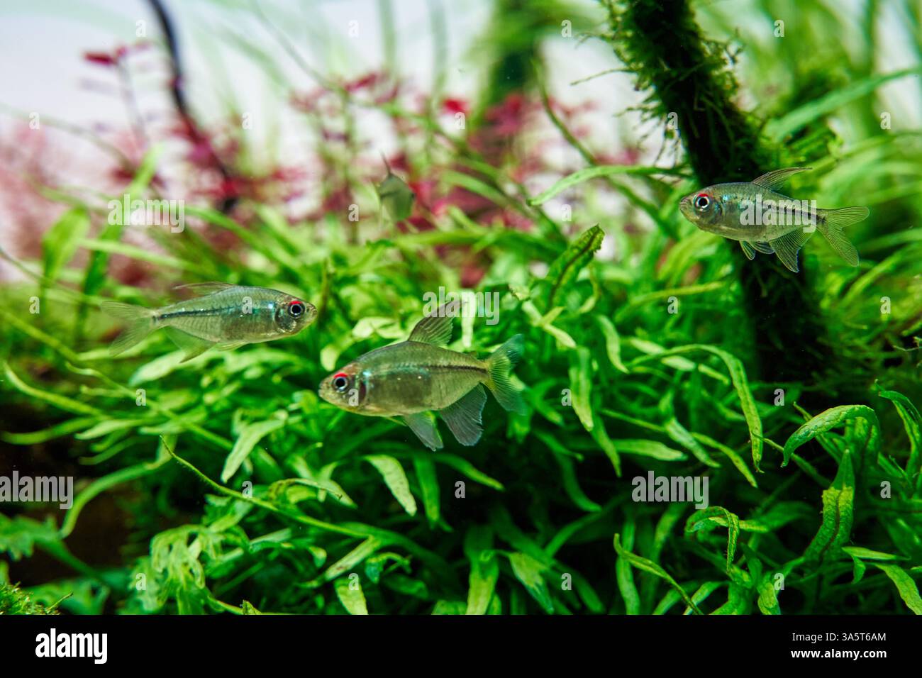 Beautiful tropical freshwater aquarium. Diamond tetra fish in the ...