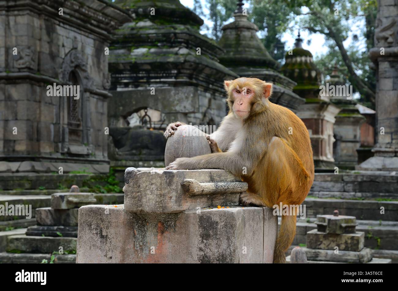 Wild macaque monkey sitting on the top of stone Shiva lingam in old ...