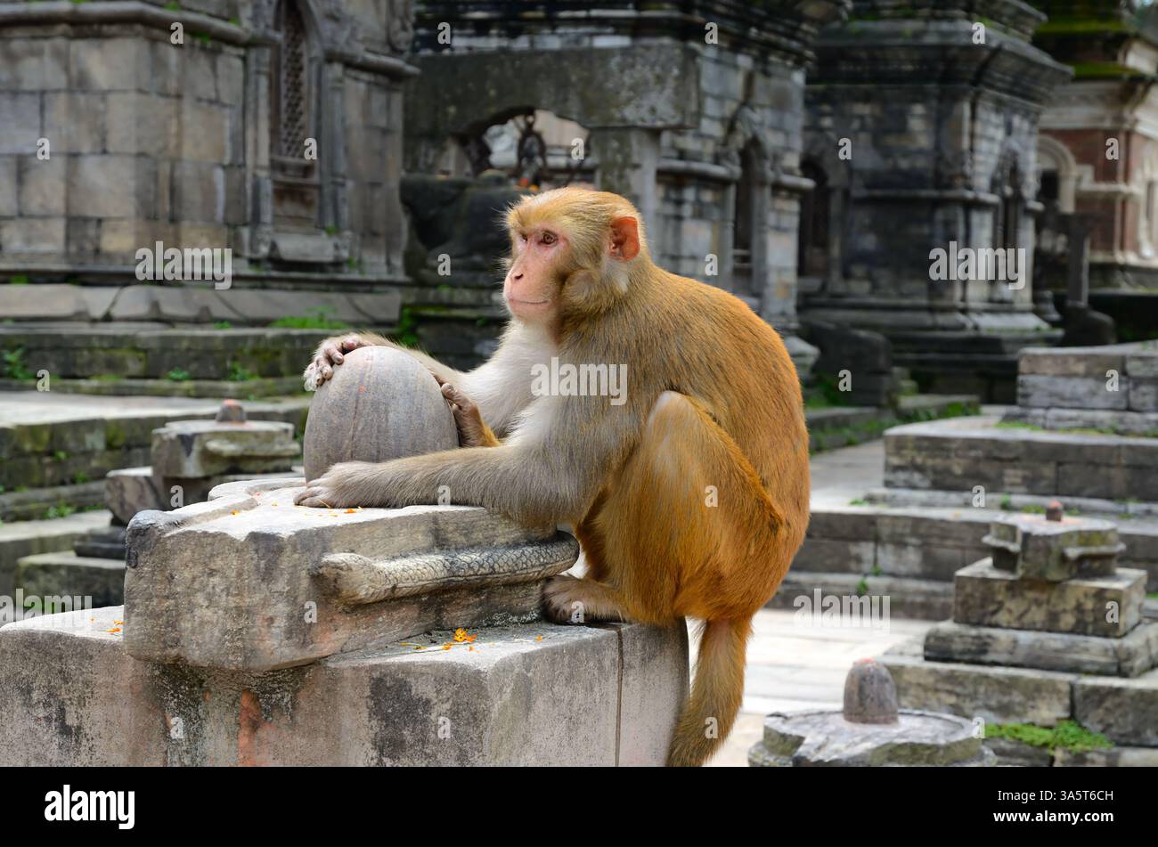 Wild monkey sitting on the top of stone Shiva lingam in old Hindu ...