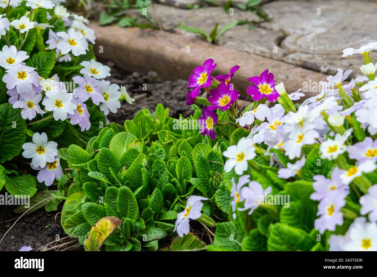 Primrose, primula vulgaris flowers in spring garden Stock Photo - Alamy