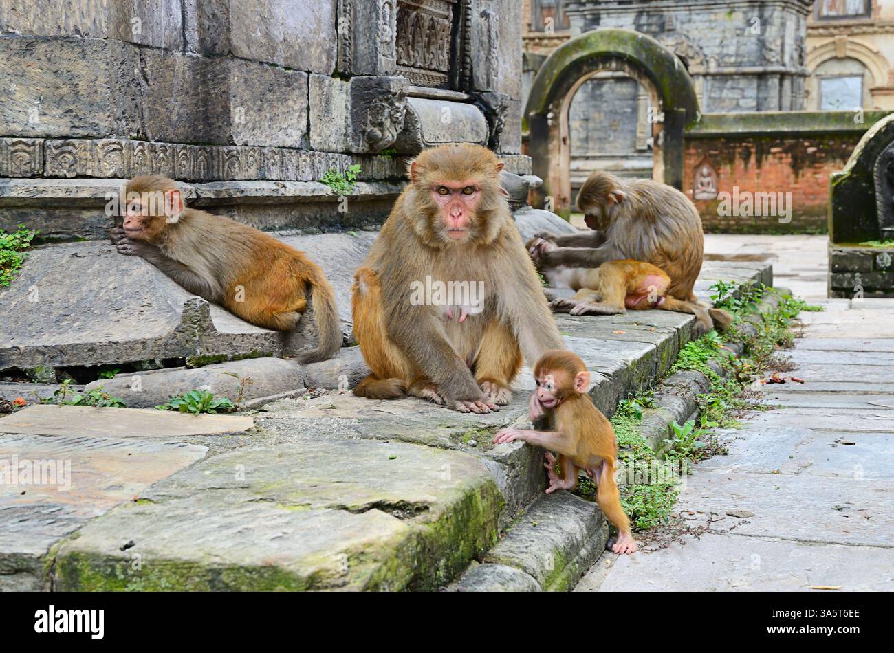 Wild macaque monkeys sitting in the old Hindu temple ruins Stock Photo ...