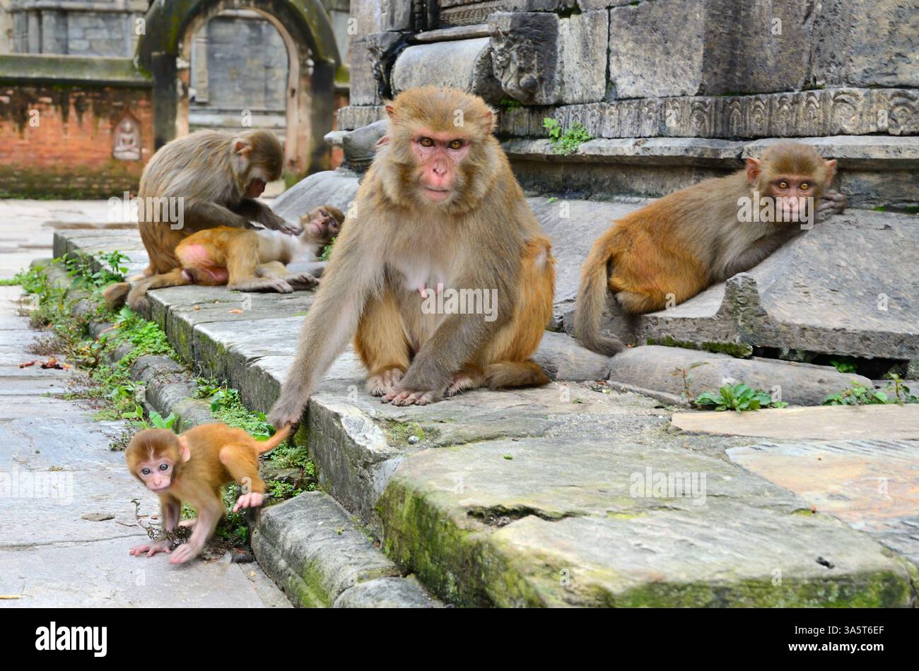 Wild macaque monkeys sitting in the old Hindu temple ruins Stock Photo ...