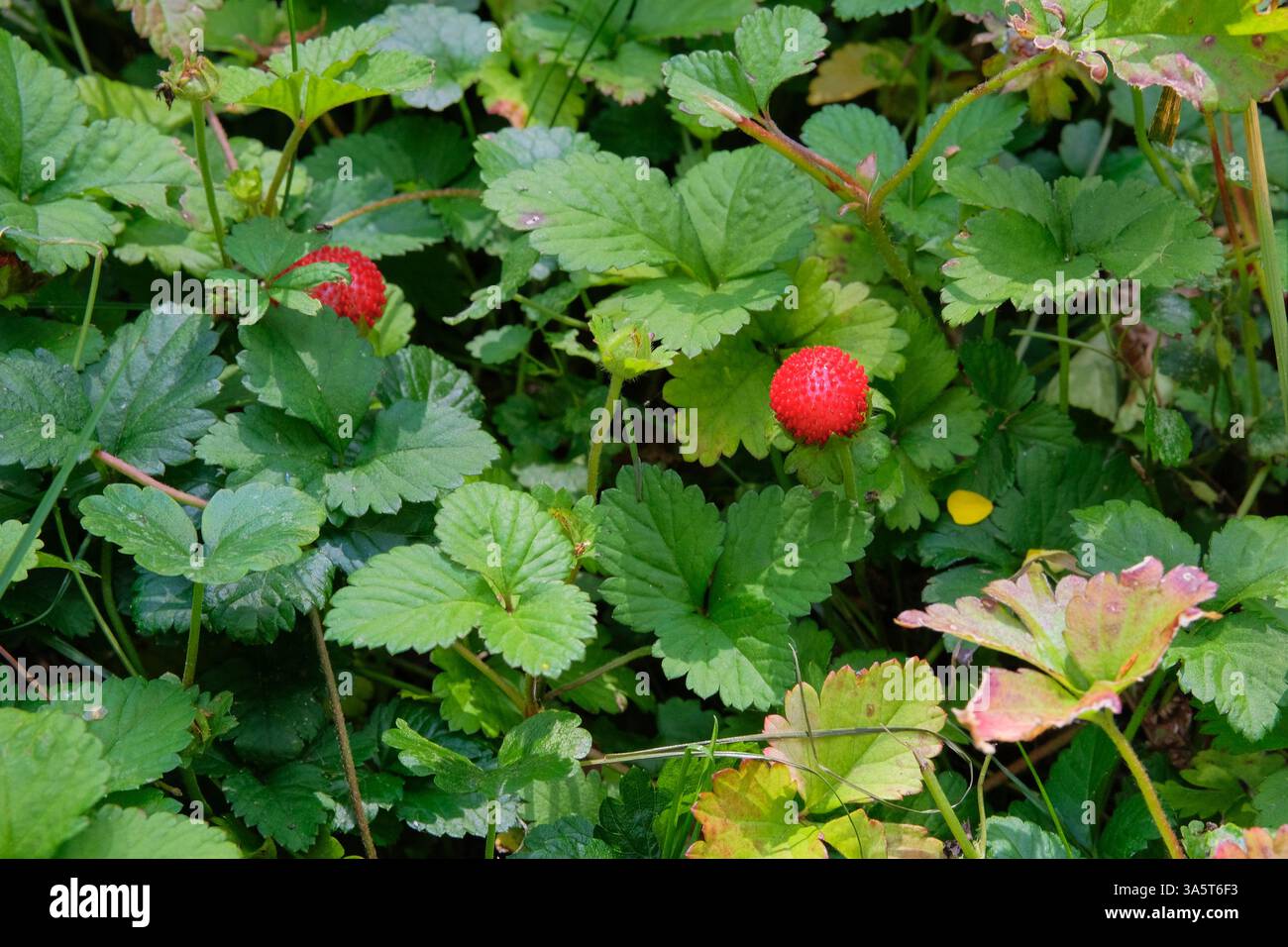 Wild strawberries grow in a clearing in forest. Crop of natural wild ...