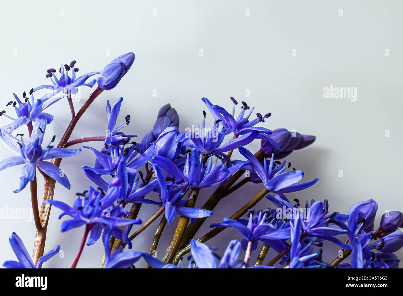 Flower design - floral border made of Scilla bifolia two-leaf squill or ...