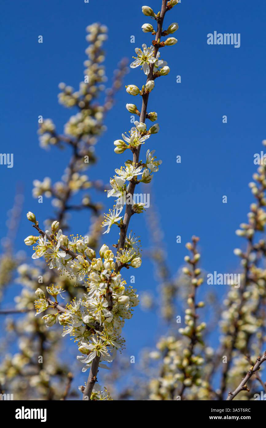 White plum blossom, beautiful white flowers of prunus tree in city ...