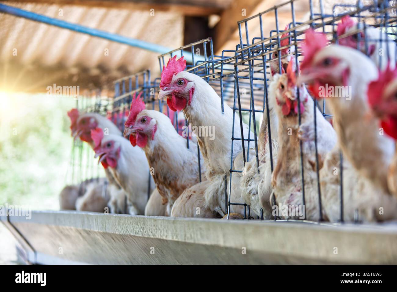 laying hens in battery chicken cages, industrial poultry , white chicks ...
