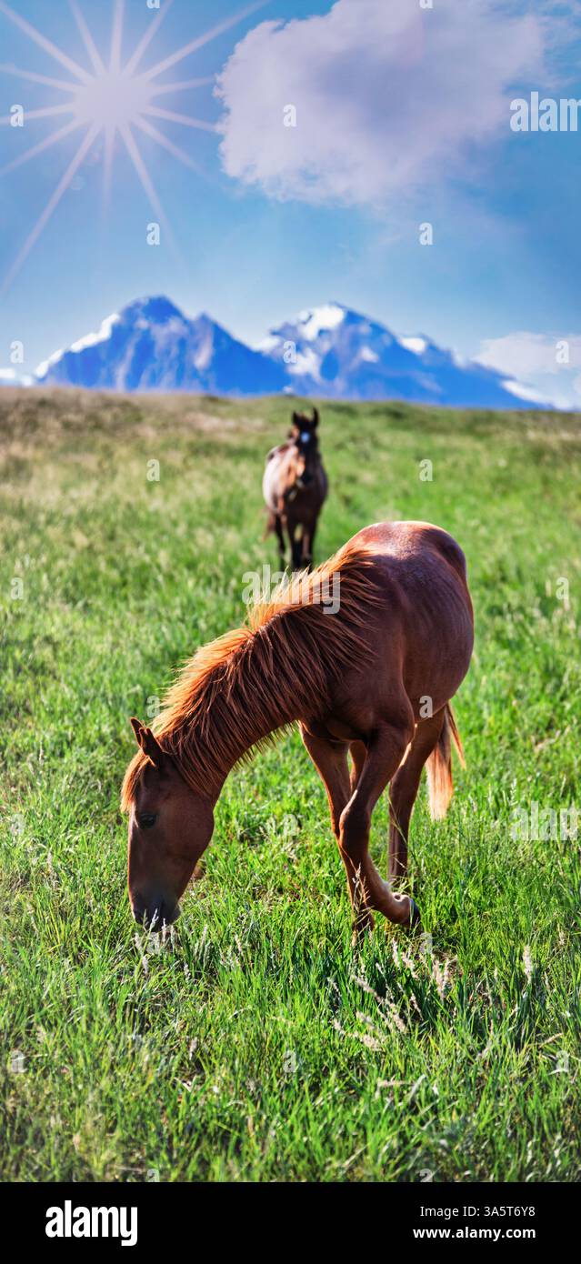 two horses grazing on a meadow, american mustang wild west cowboy ...