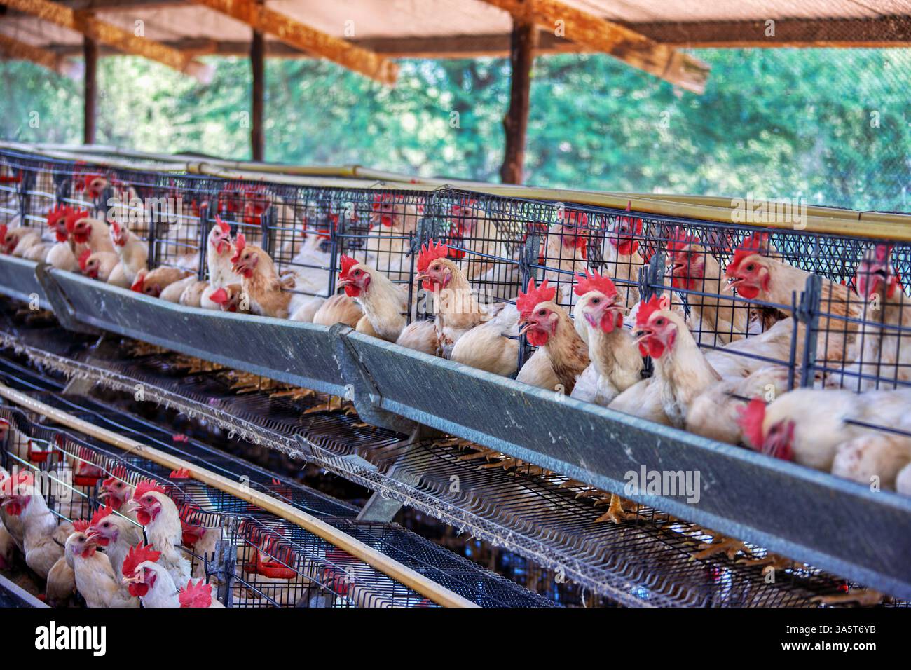 laying hens in battery chicken cages, industrial poultry , white chicks for commercial egg ...