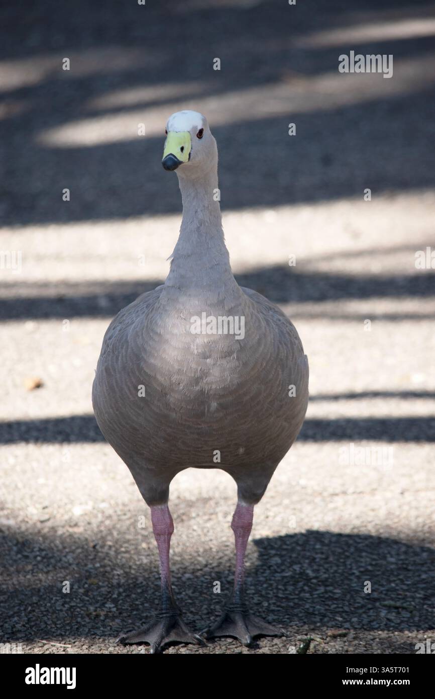 The Cape Barren Goose is a very large, pale grey goose with a ...