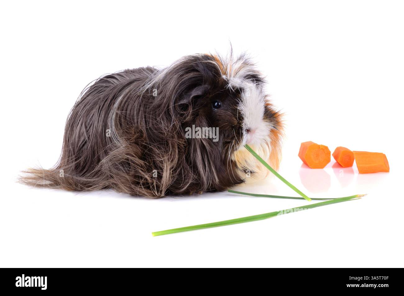 Black guinea pig eating green grass on a white background Stock Photo ...