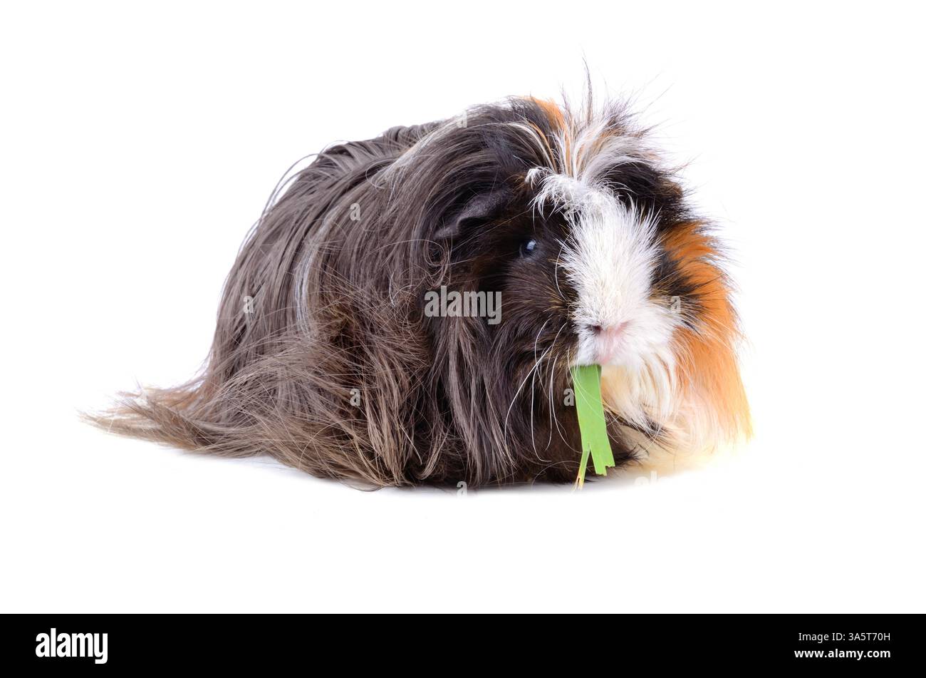 Black guinea pig eating green grass on a white background Stock Photo ...