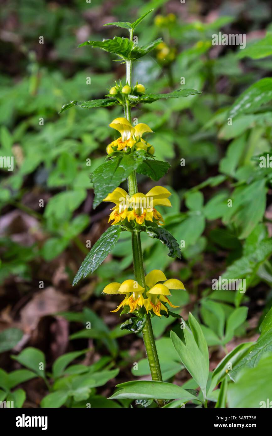 Yellow archangel plant Lamium galeobdolon with flowers and green leaves ...