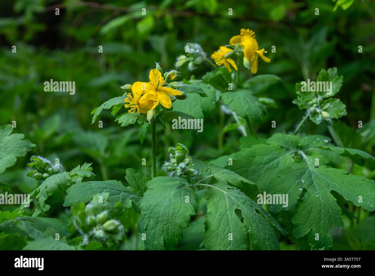 Chelidonium majus, commonly known as greater celandine or tetterwort ...