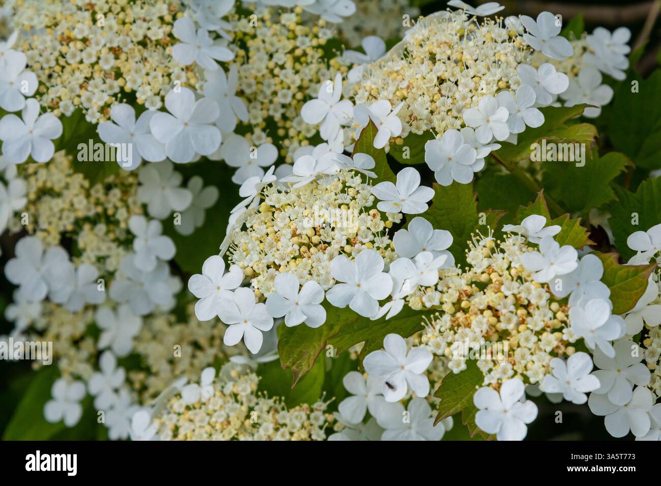 Viburnum flower in bloom. Beautiful macro shot of white flower clusters ...