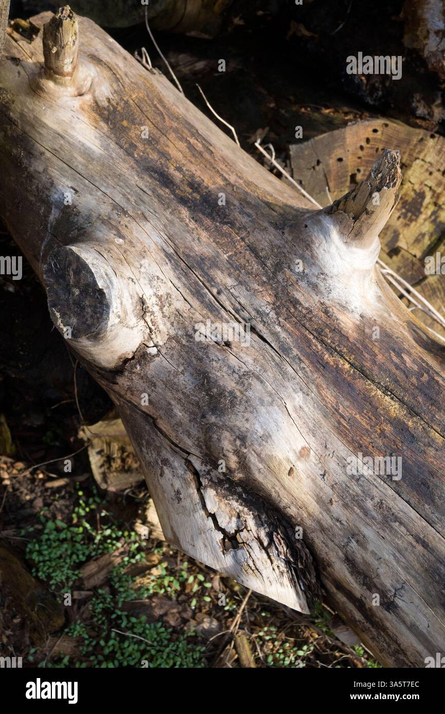 Copped head hi-res stock photography and images - Alamy