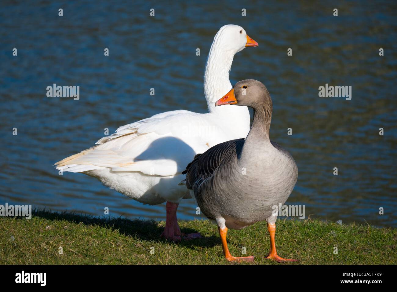 A Greylag Goose and White Goose on the banks of the Thames at Abingdon ...