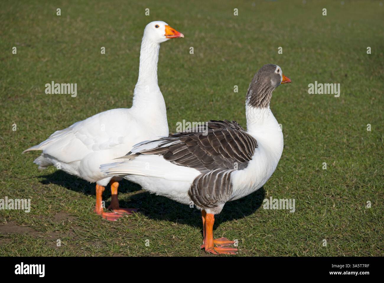 A Greylag Goose and White Goose on the banks of the Thames at Abingdon ...