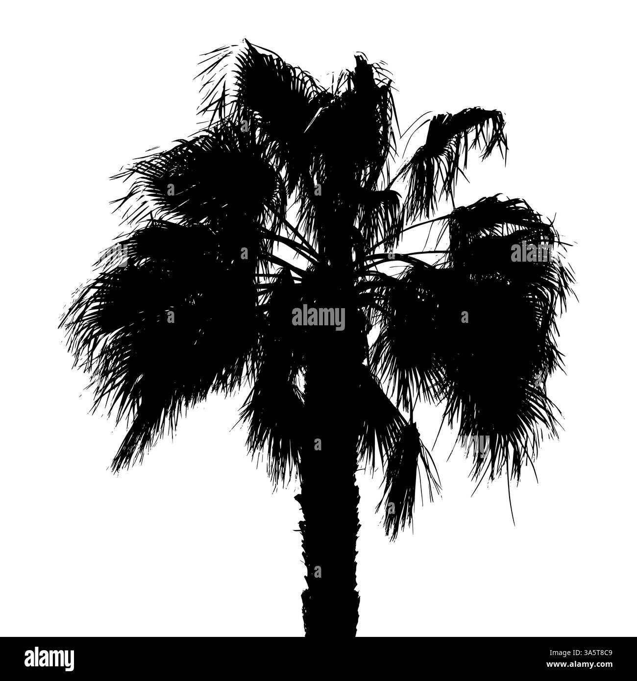 Palm tree black silhouette isolated on white background. Realistic palm ...