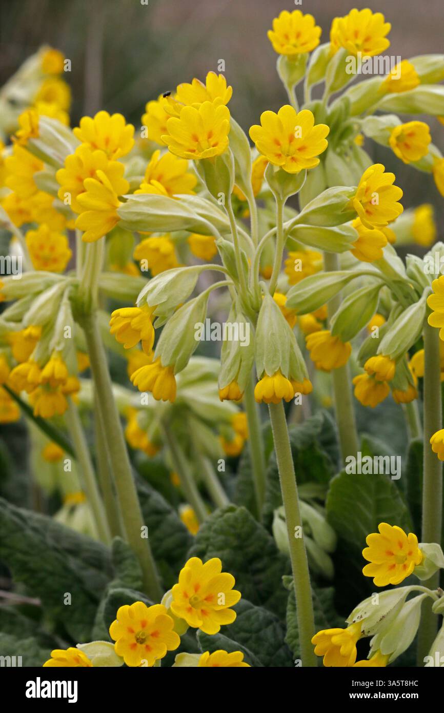 Cowslip uk hi-res stock photography and images - Alamy