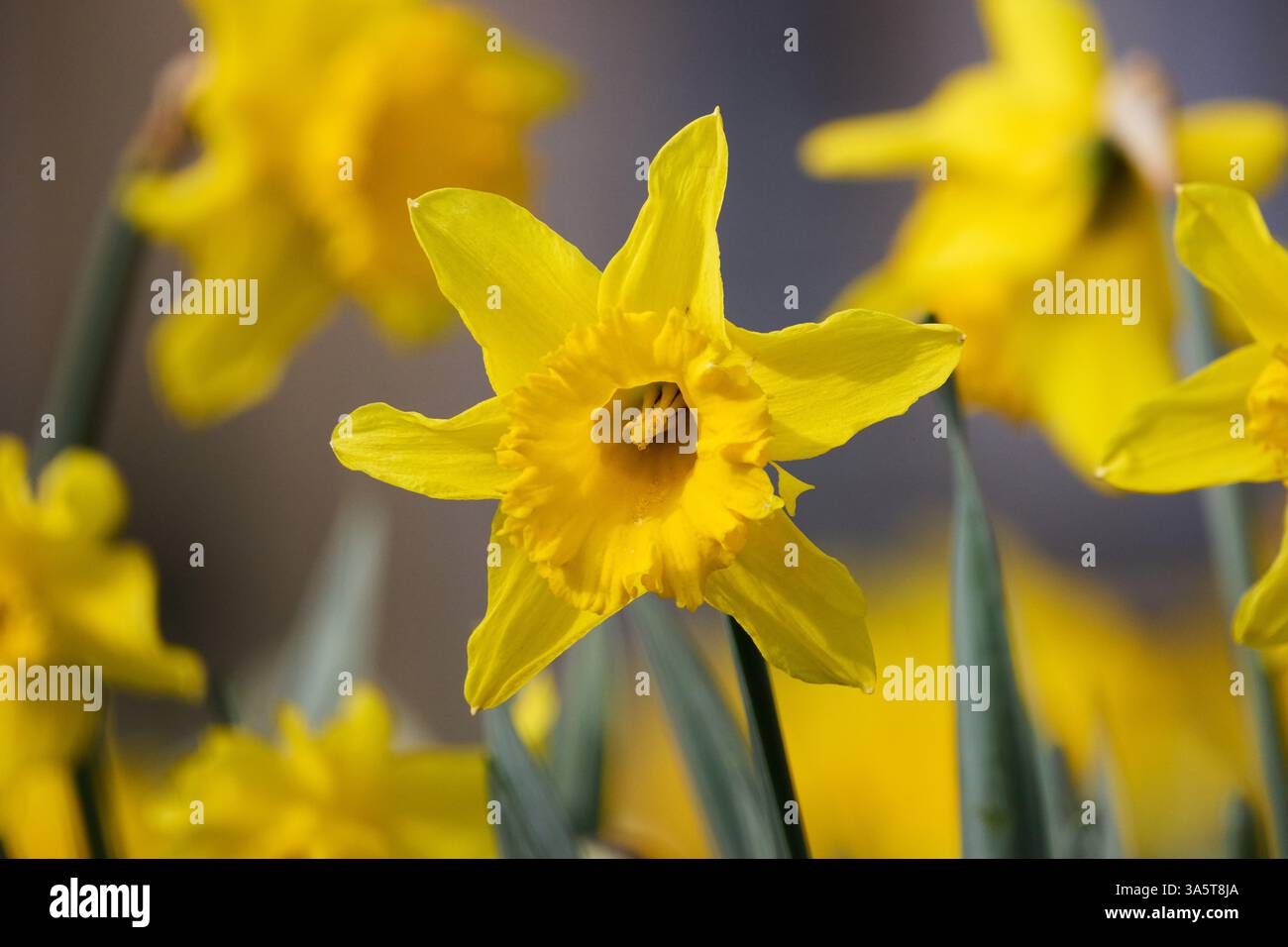 Yellow field full trumpet hi-res stock photography and images - Alamy