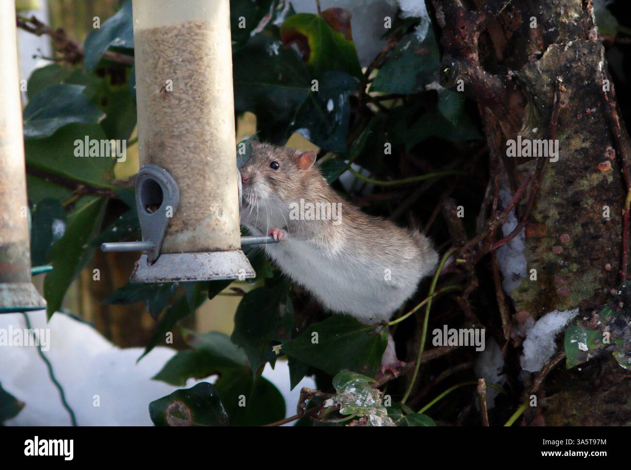 BROWN RAT, UK Stock Photo - Alamy