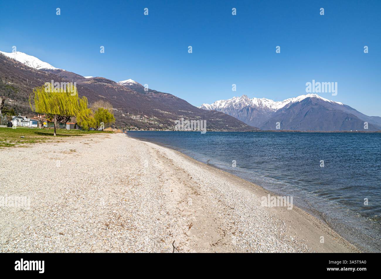Trees on the shores of Lake Como. Landscape, nature in Domaso. Lake and ...
