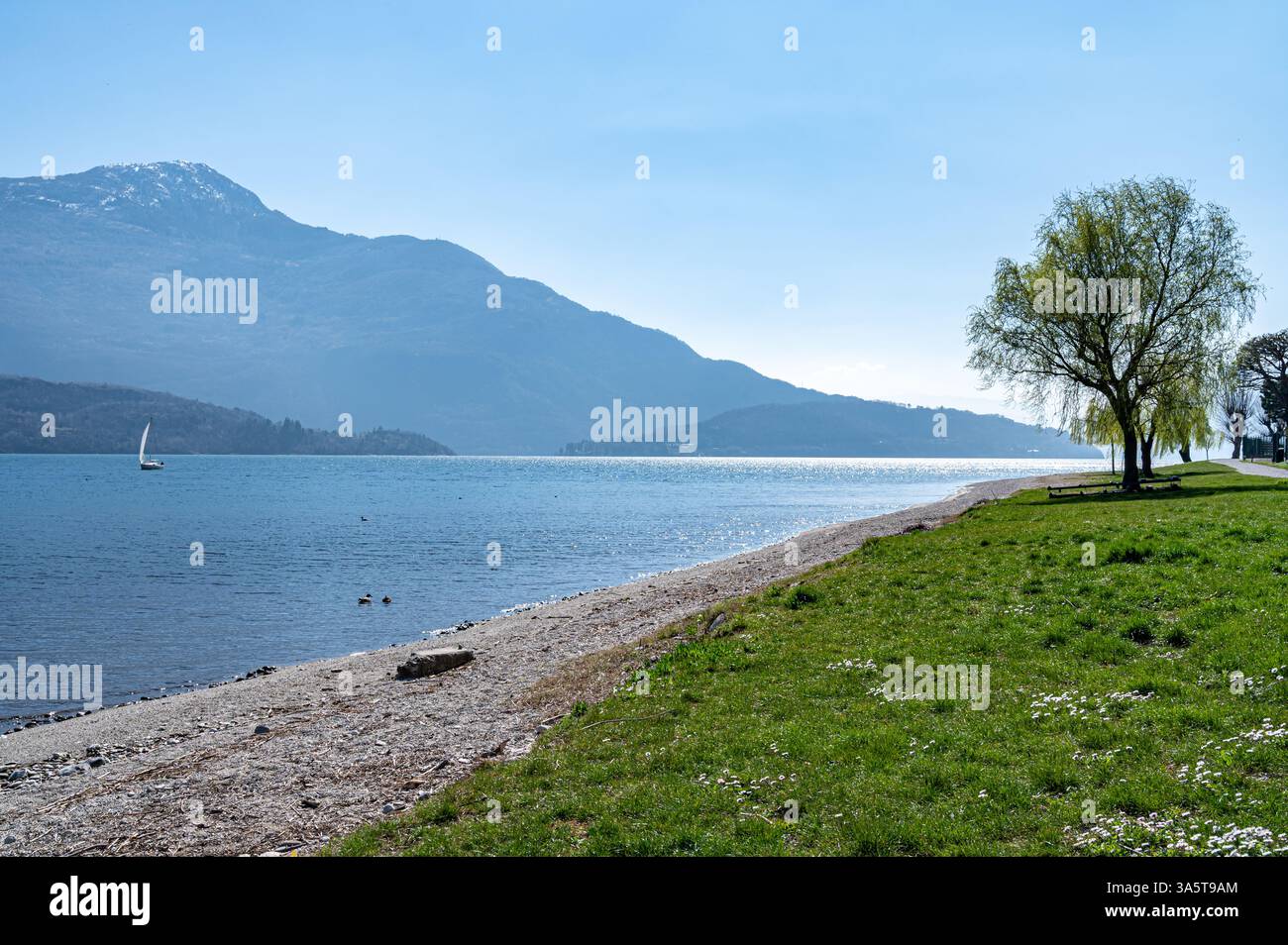 Trees on the shores of Lake Como. Landscape, nature in Domaso. Lake and ...