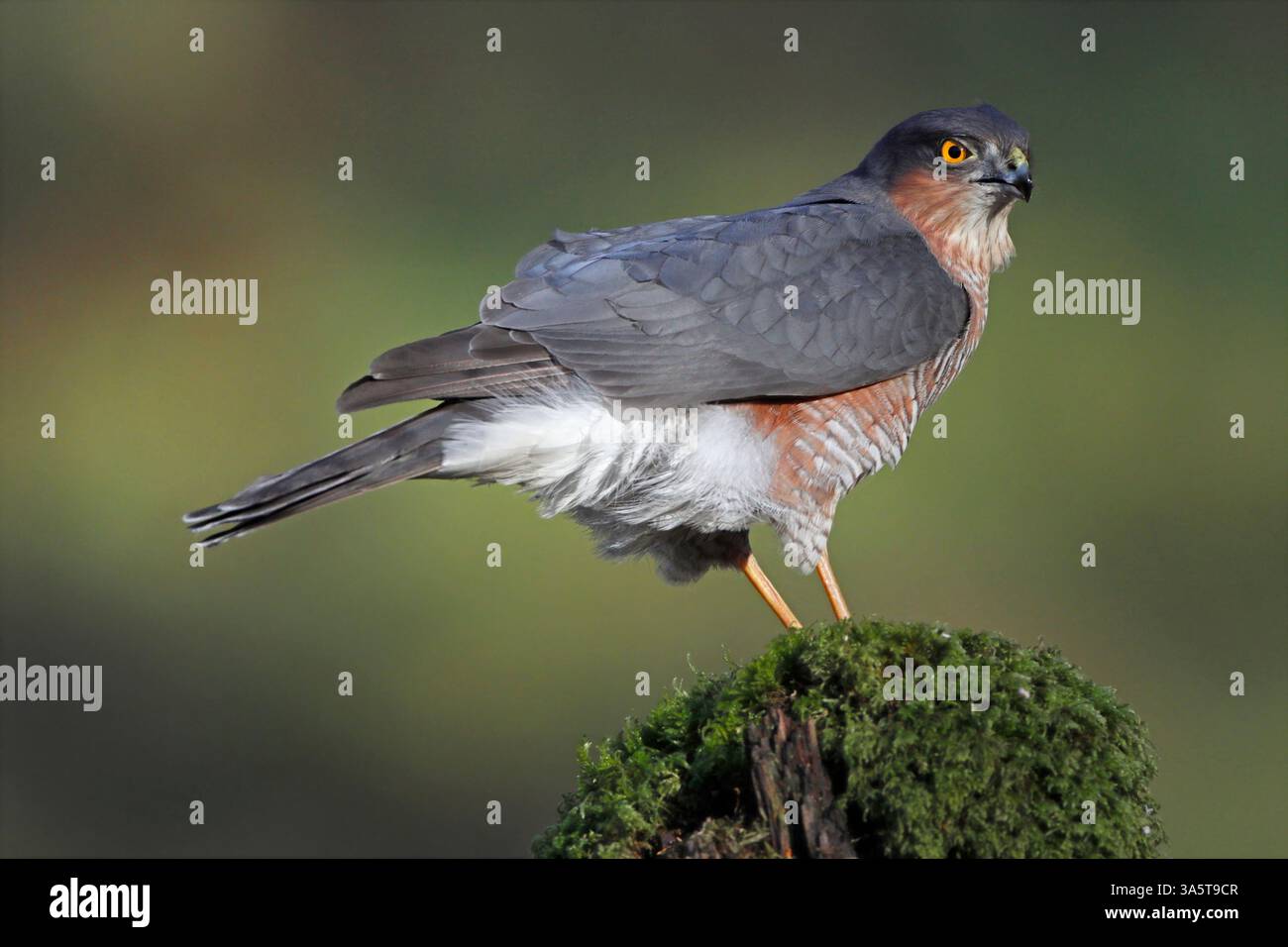 SPARROWHAWK (Accipiter nisus) male bird on a moss covered stump, UK ...