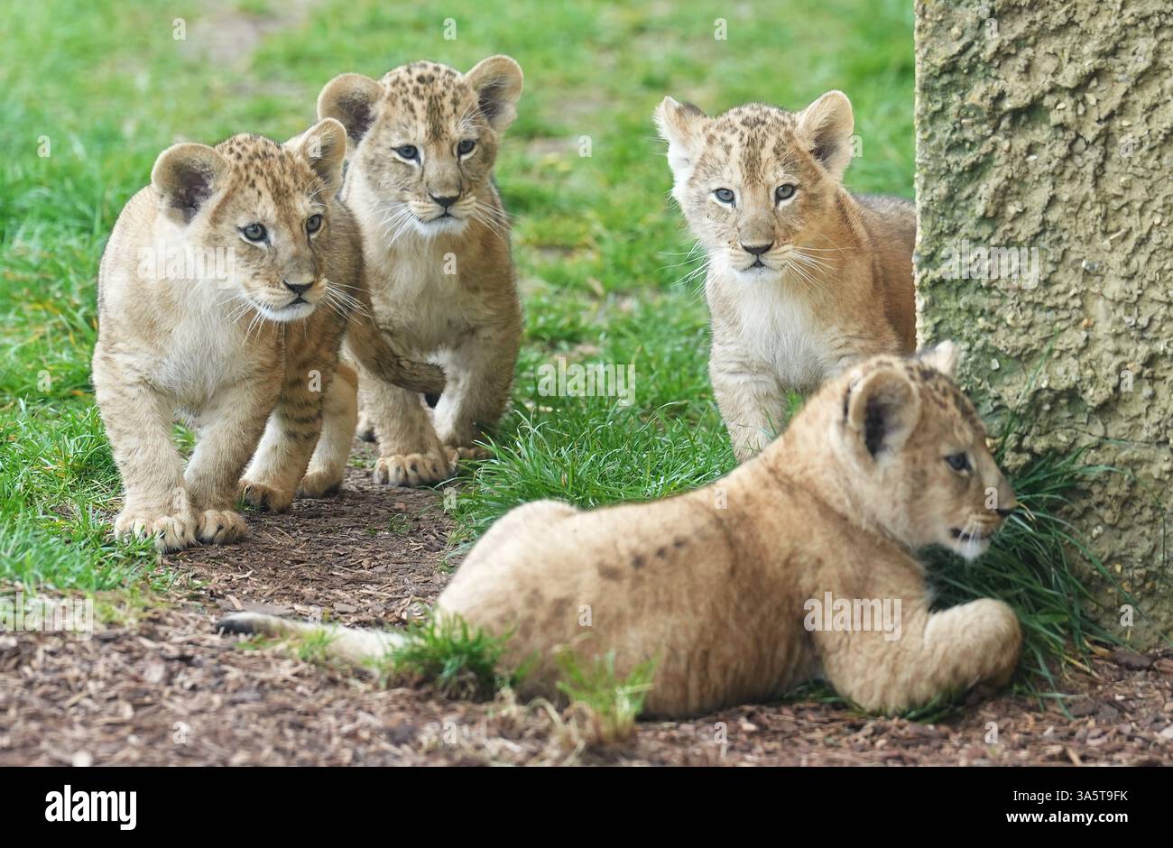 8-week-old cubs from a litter of rare northern African lions take their ...