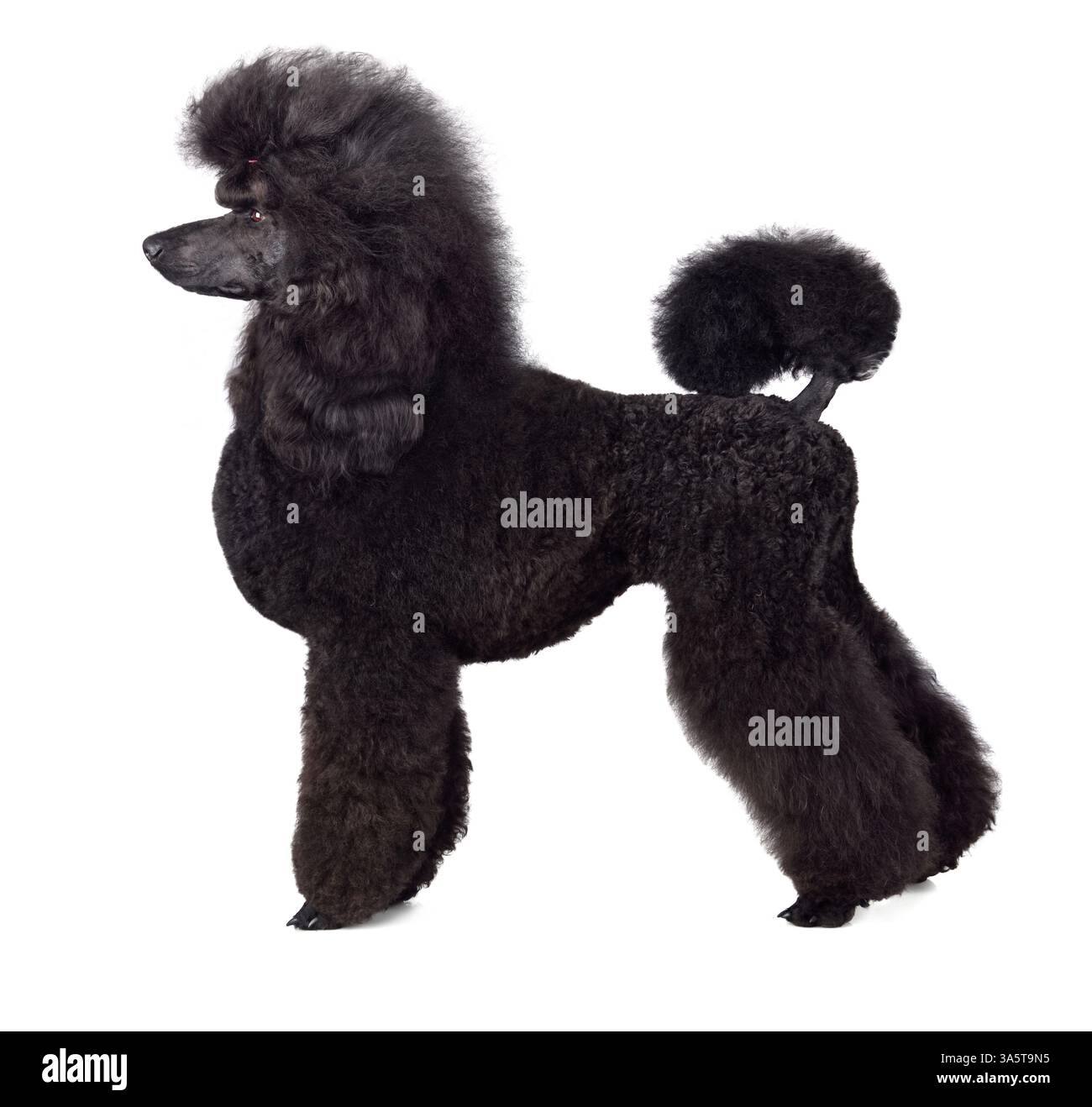 Standart black poodle standing on white backgraund Stock Photo - Alamy