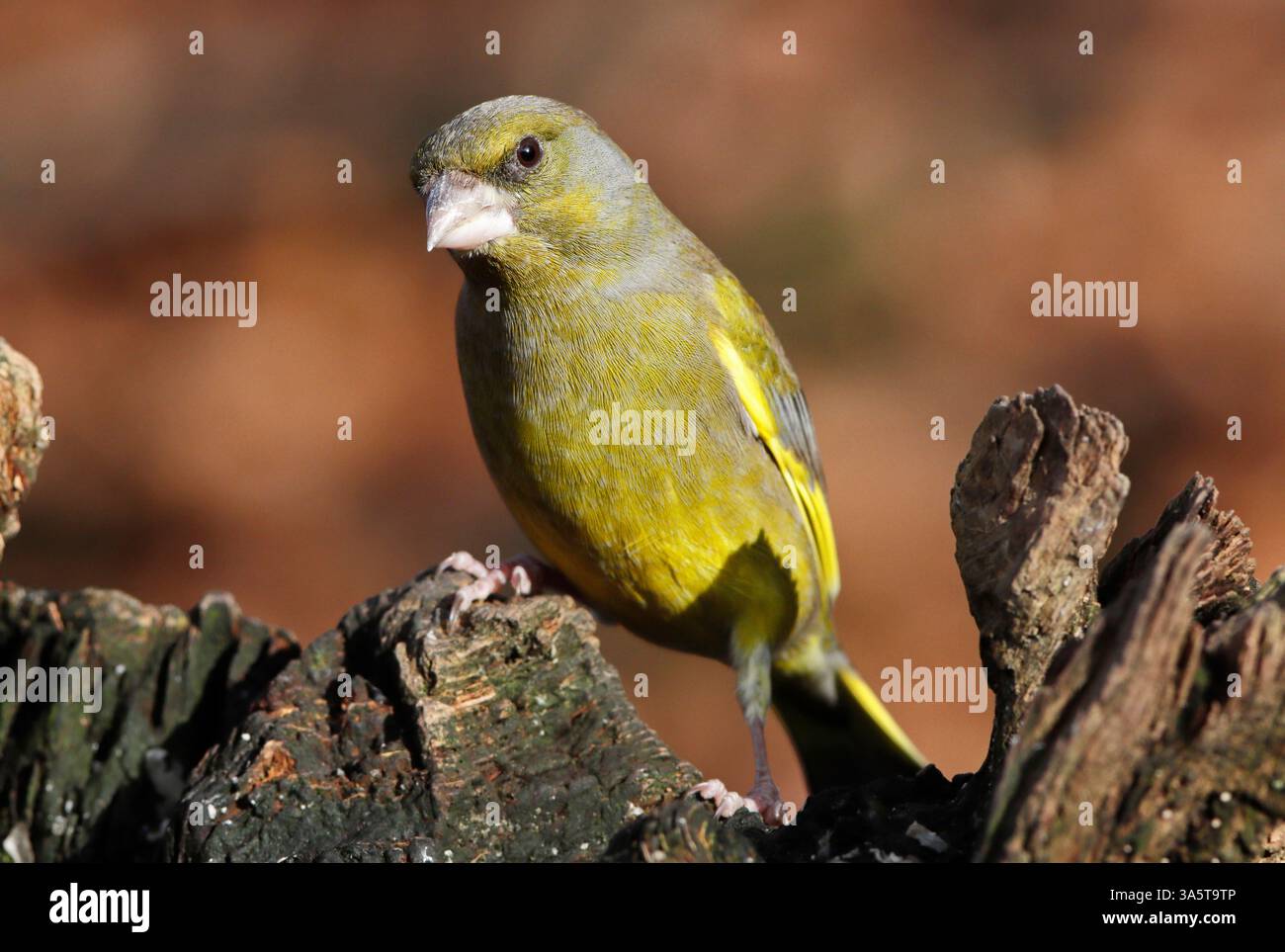 Greenfinch males hi-res stock photography and images - Alamy