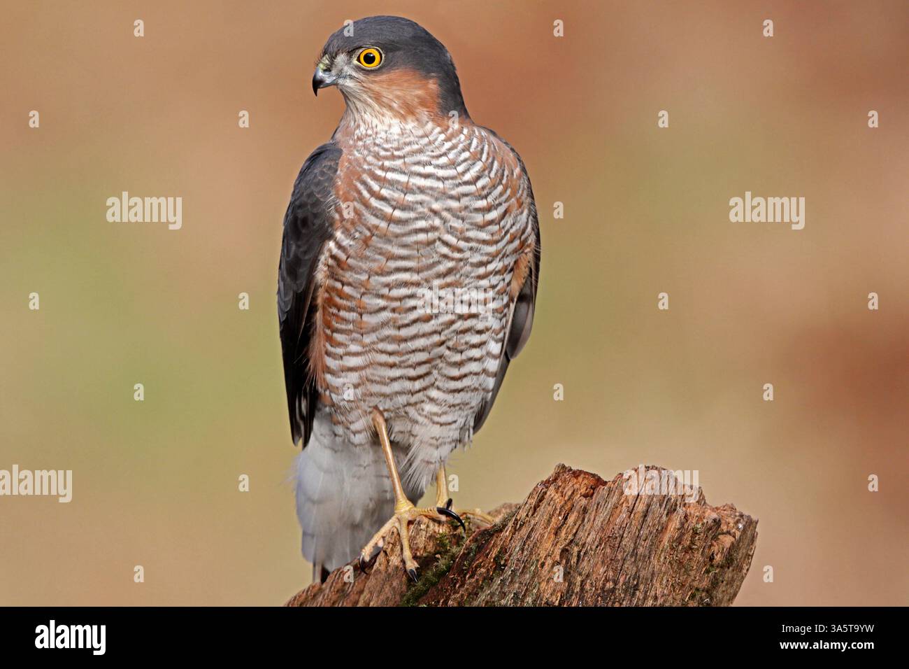 SPARROWHAWK (Accipiter nisus) male bird on a stump, UK Stock Photo - Alamy