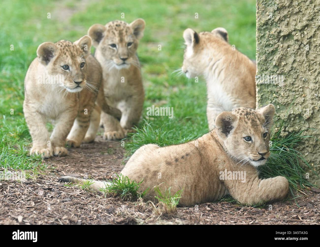 8-week-old cubs from a litter of rare northern African lions take their ...