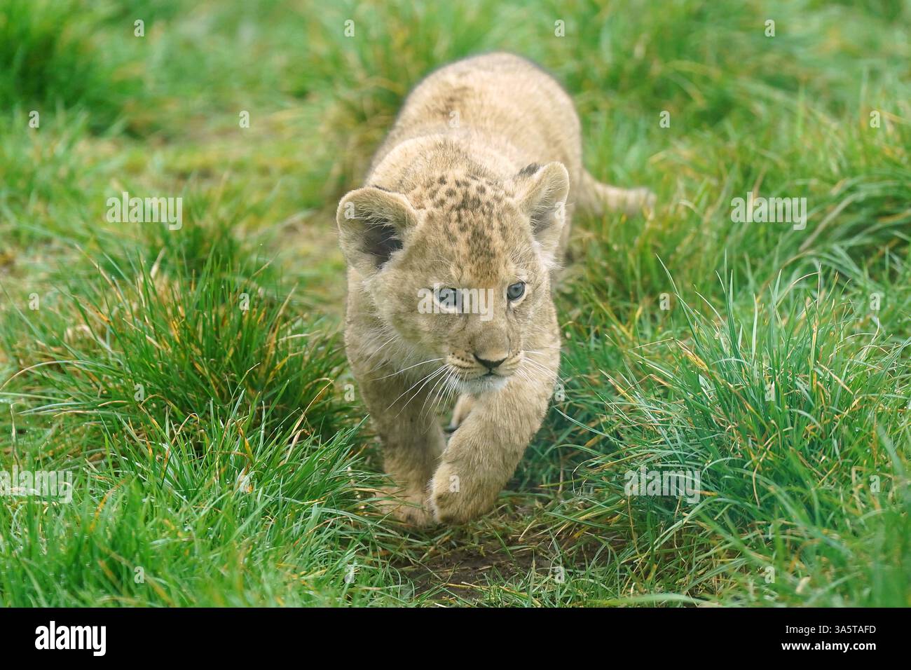 An 8-week-old cub from a litter of rare northern African lions takes ...