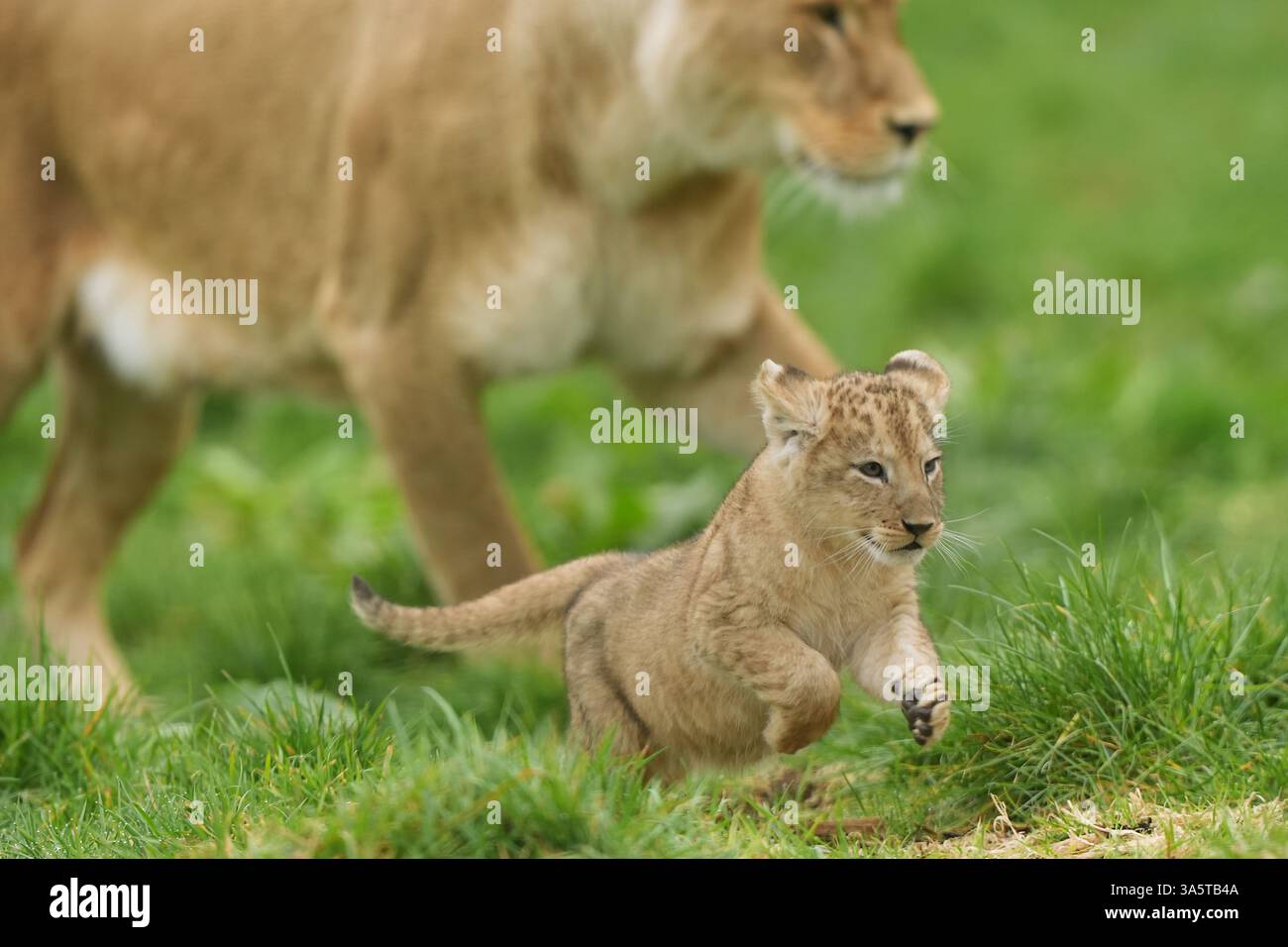 An 8-week-old cub from a litter of rare northern African lions takes ...