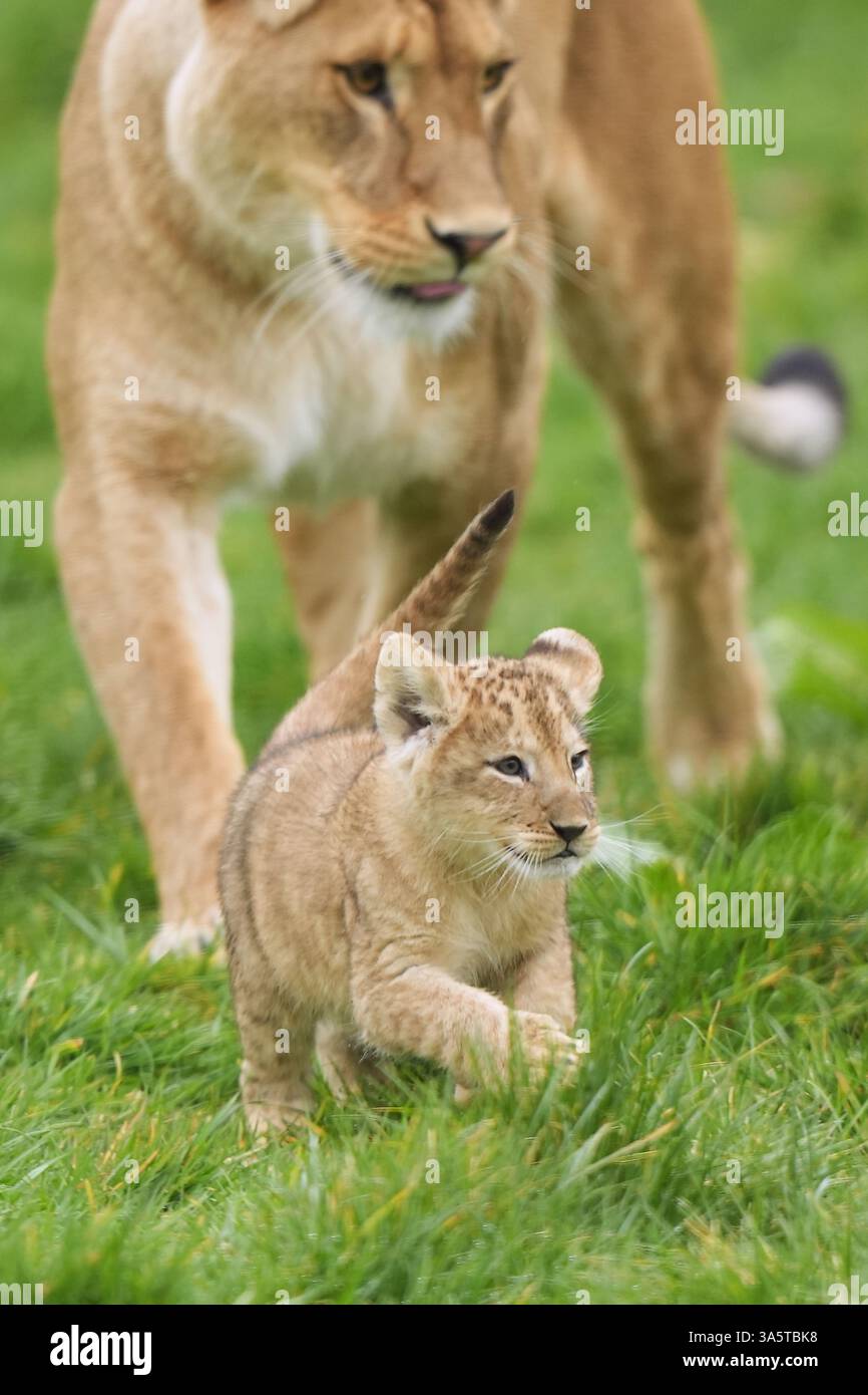 An eight-week-old African lion cub plays under the watchful eye of mum ...