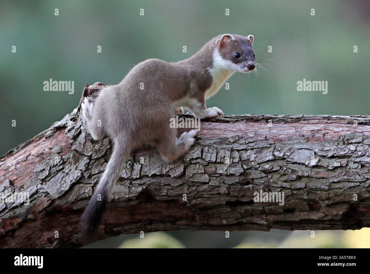 STOAT (Mustela erminea) on a log, UK Stock Photo - Alamy
