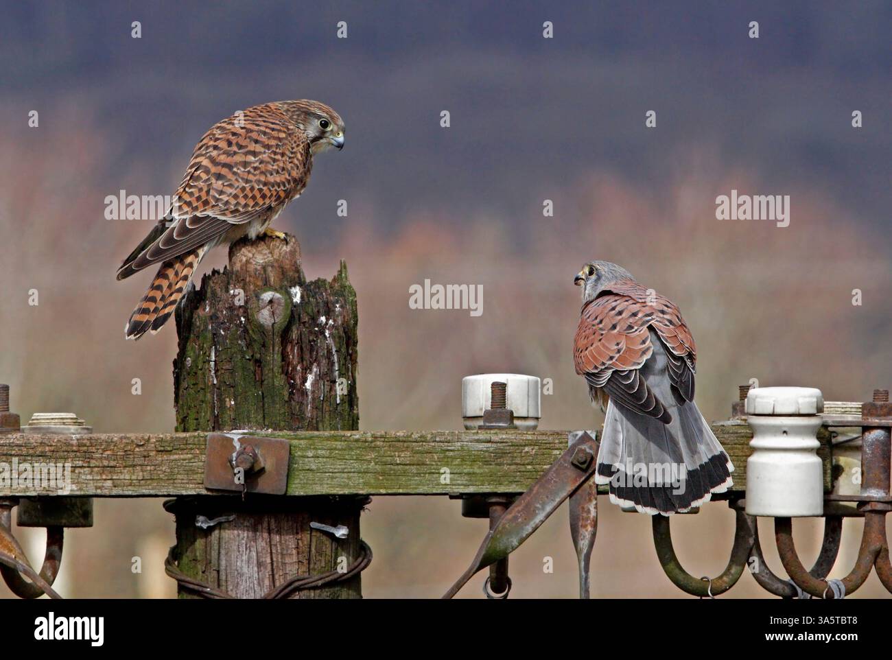 Kestrels england hi-res stock photography and images - Alamy