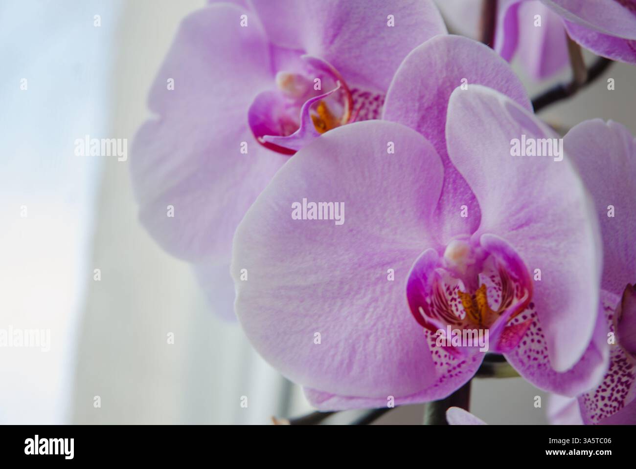 Elegant orchid blooms in soft pastel colors for decorative floral ...