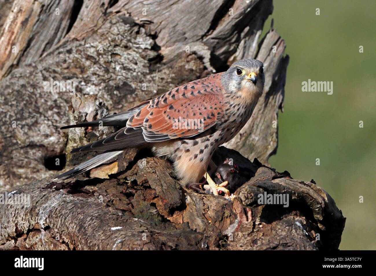 Kestrel with a mouse hi-res stock photography and images - Alamy