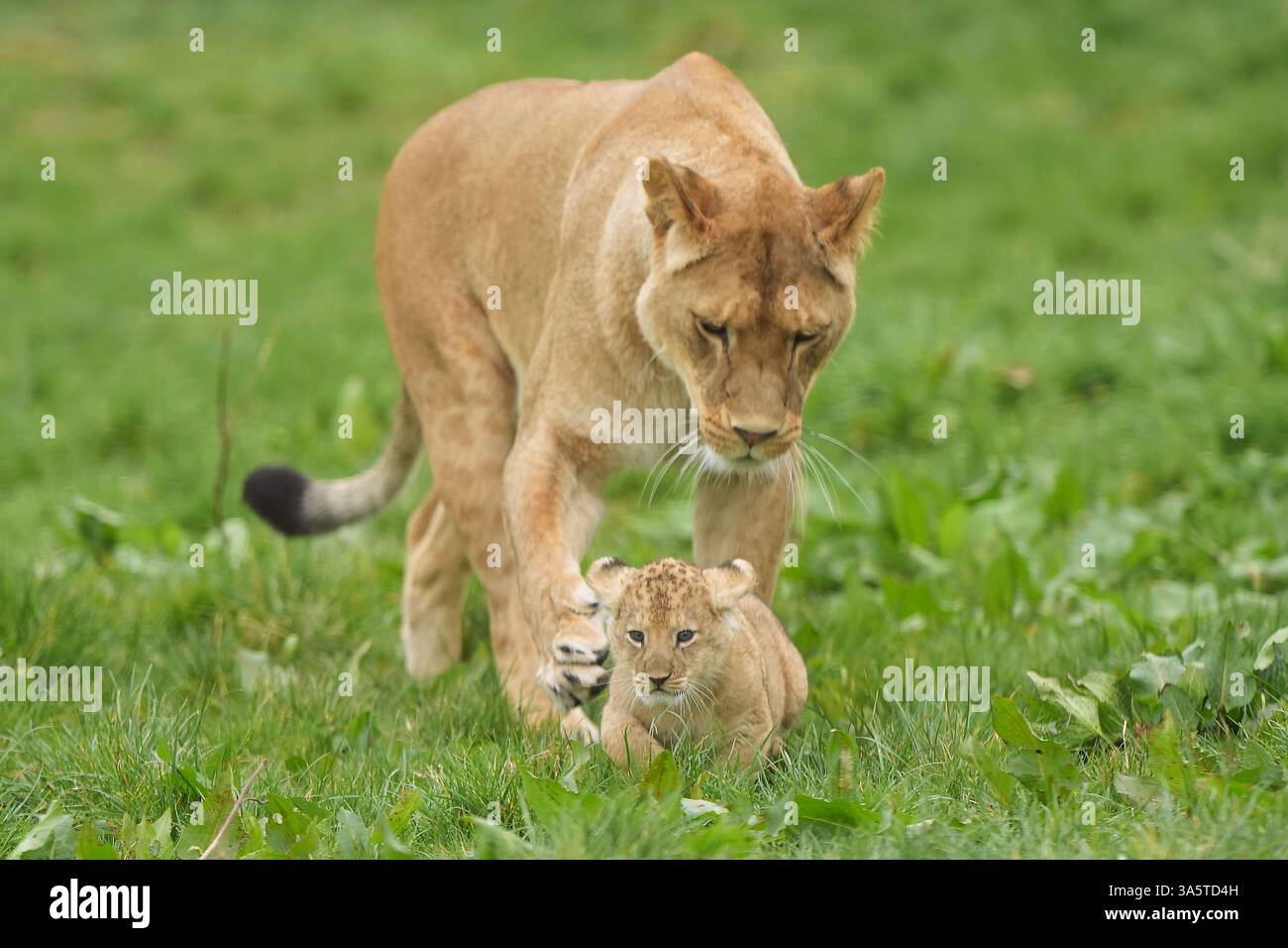An eight-week-old African lion cub plays under the watchful eye of mum ...