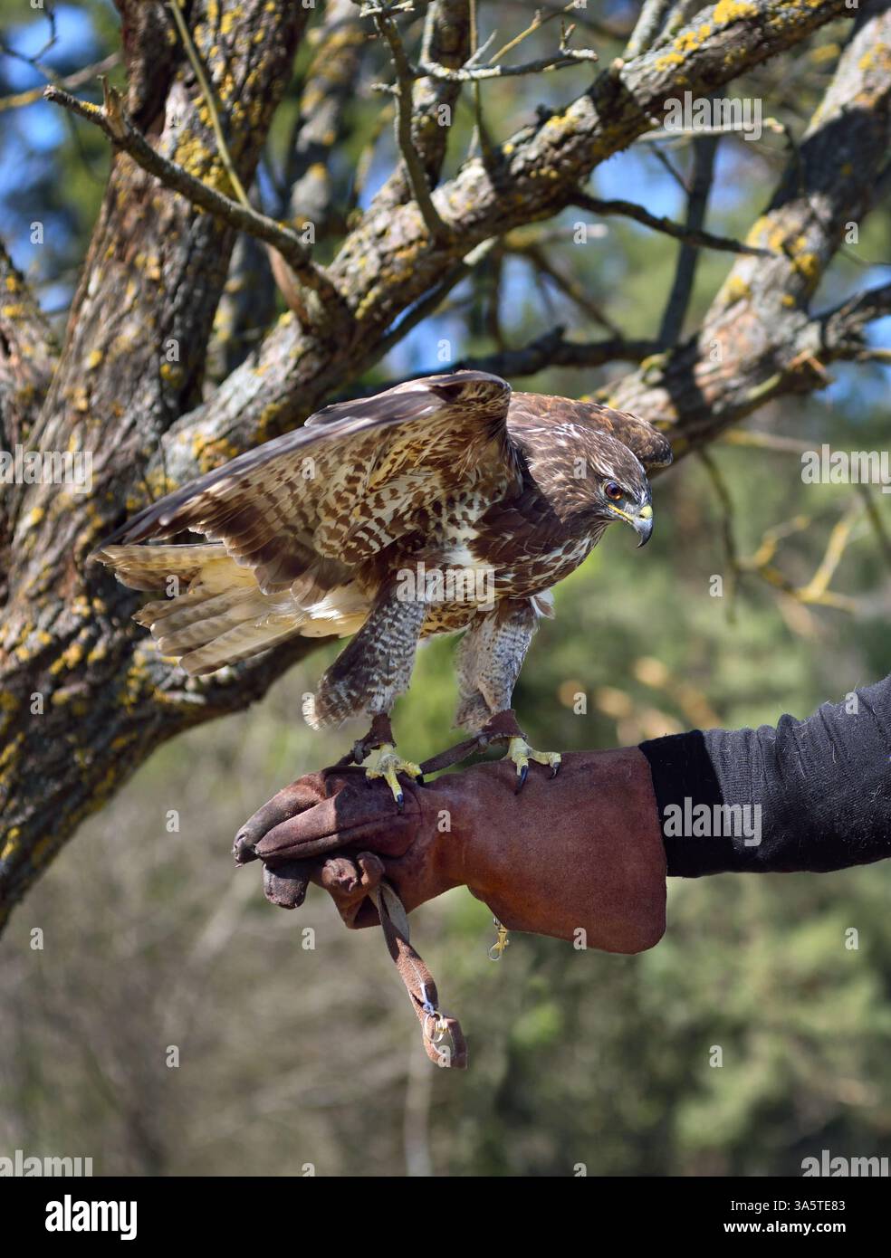 Red tailed hawk sitting on gloved hand of falconer Stock Photo - Alamy