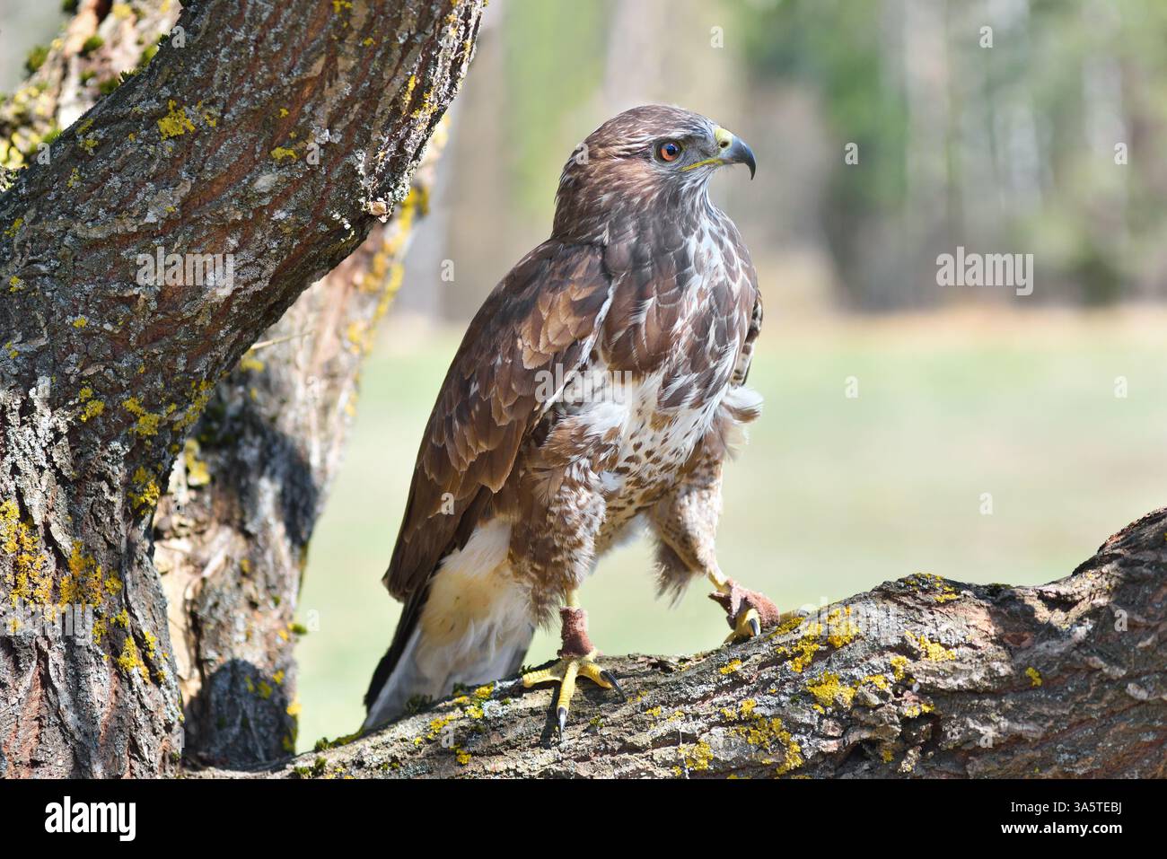 Red tailed hawk sitting on a tree in a forest Stock Photo - Alamy